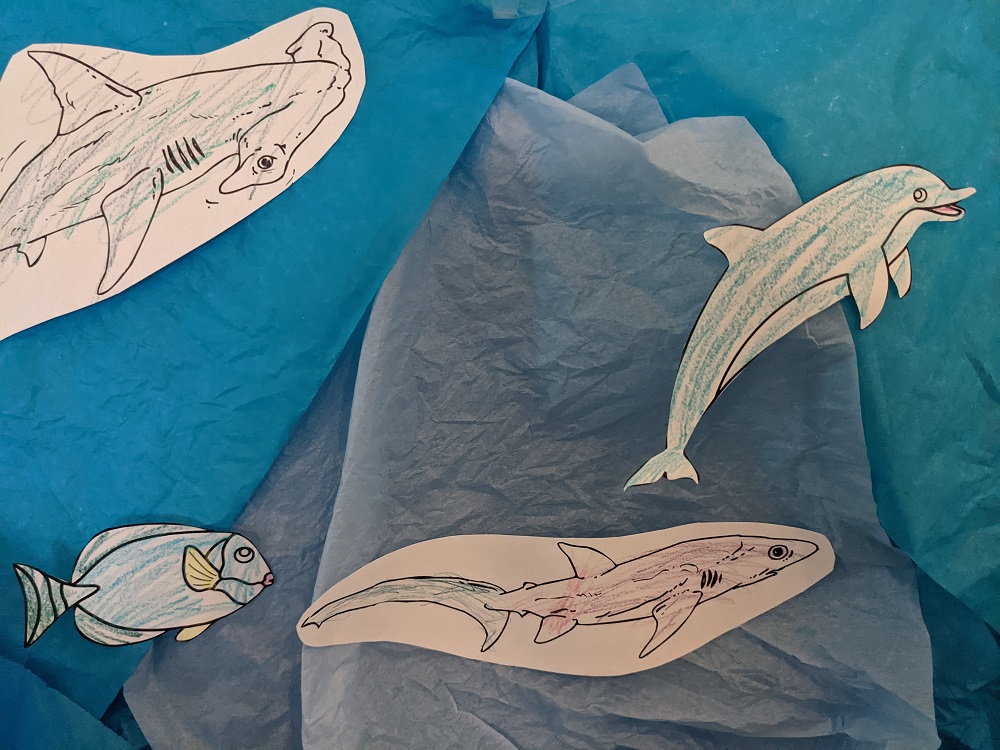 An Amazing Ocean Week at Home – Ocean Exploration: Awesome Sharks ...